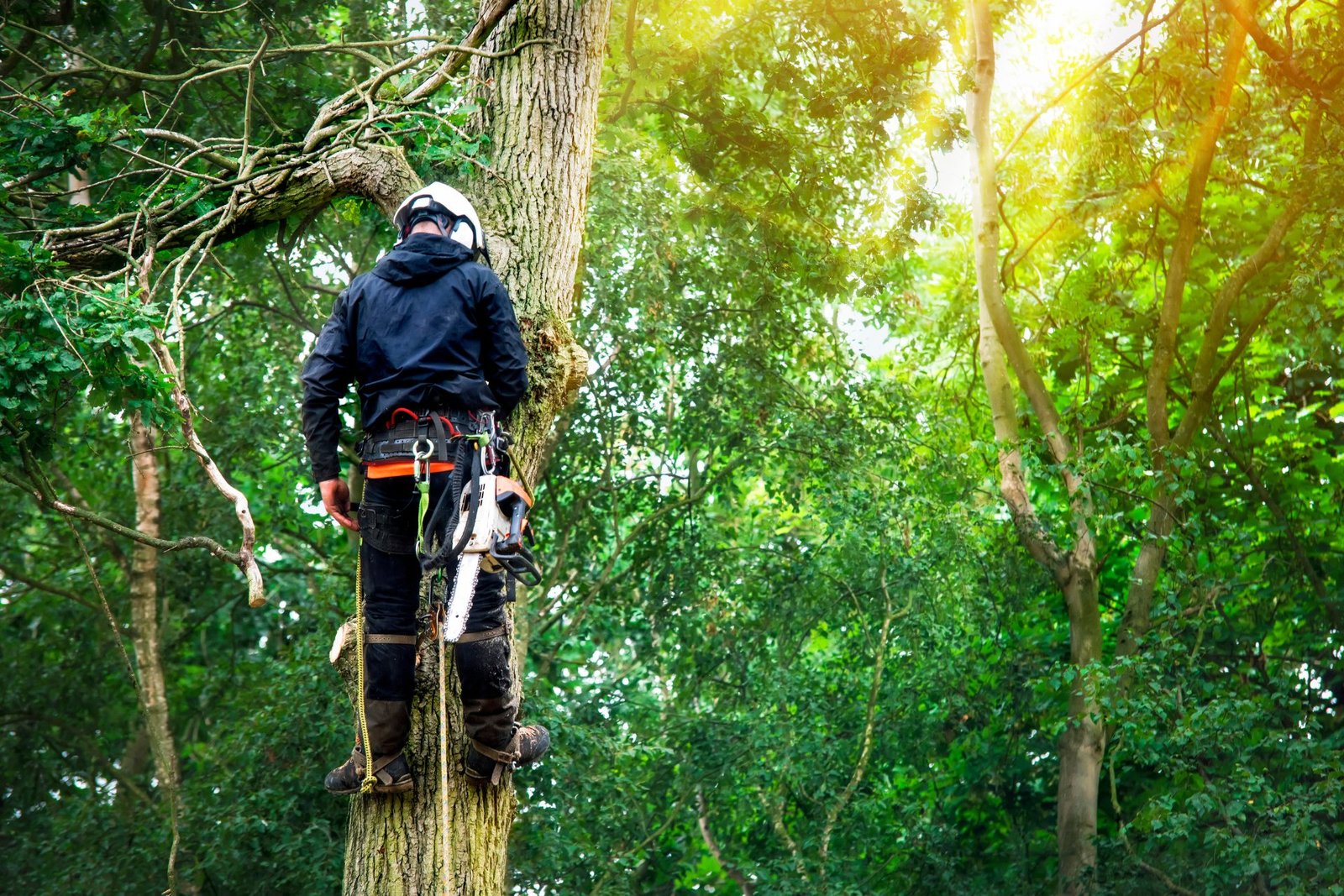 Home - Bart's Bronx Tree Service | Tree Removal, Trimming, Pruning