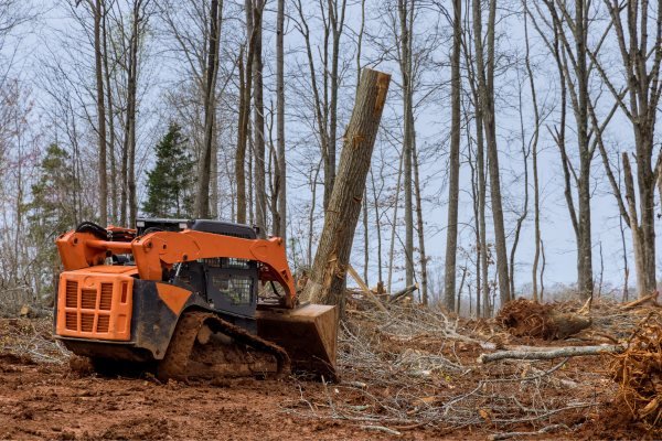 Home - Bart's Bronx Tree Service | Tree Removal, Trimming, Pruning